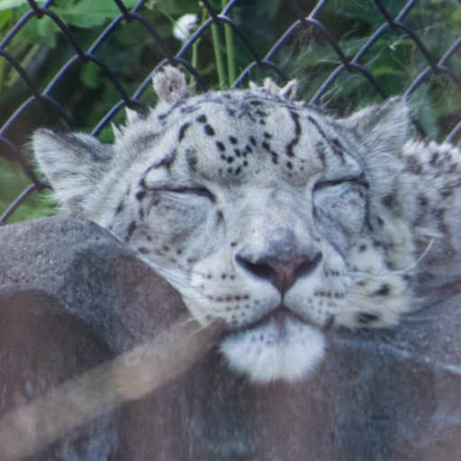 あとやす/やっ: [[ウマ娘]] ダスカ可愛いよダスカ / Sudo Haiku